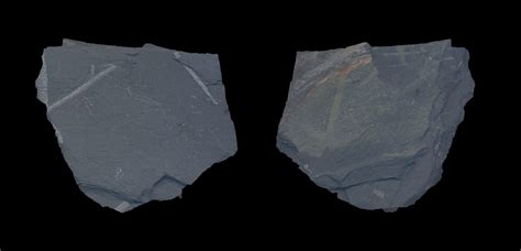 Fossil Graptolite From Poland