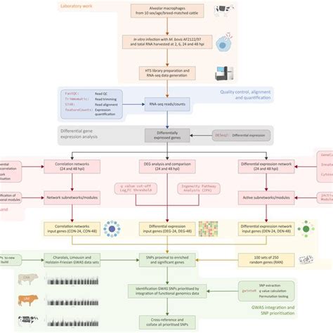 schematic showing the experimental and computational workflow use to