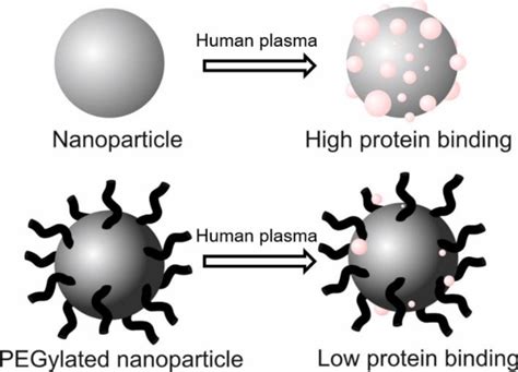 Schematic Representation Of The Interaction Of Nps With Human Plasma Download Scientific