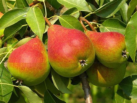 Груша в Воткинске (Саженцы груши) - Дивный сад, ООО на Bizorg.su