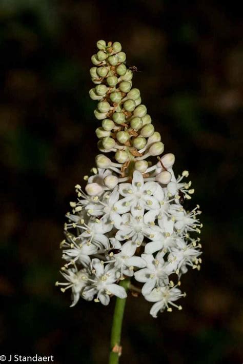 Fly Poison Amianthium Muscitoxicum Liliaceae Western Carolina