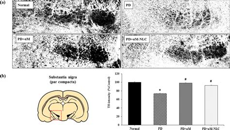 Representative Binary Photomicrograph Of SNc After Manual Adjusting Of Download Scientific