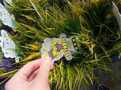 Stepables Short Plants Bred To Grow In Shade And Take Some Foot