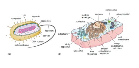 Electron Microscope Eukaryotic Cell Micropedia