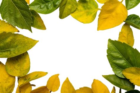 Красивые листья изолированы Бесплатный Psd