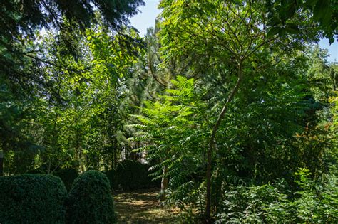 루스 티피나 나무와 상록과 아름다운 조경 정원 맑고 평화로운 분위기의 휴식 디자인에 대한 자연 개념 선택적 초점 0명에 대한 스톡 사진 및 기타 이미지 Istock