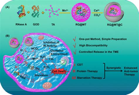 Tannic Acid Assisted Biomineralization Strategy For Encapsulation And