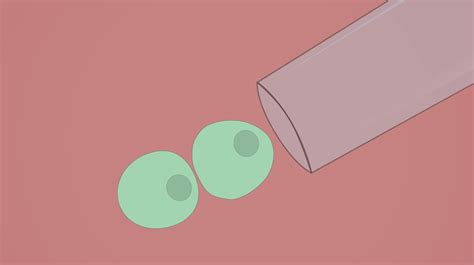 Video C Elegans Blastomere Dissection A Method To Remove The Eggshell And Dissociate