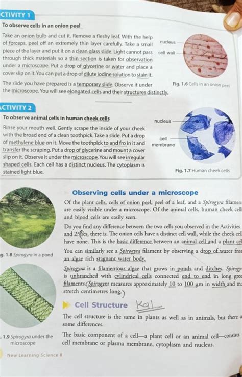 Onion Cell Structure