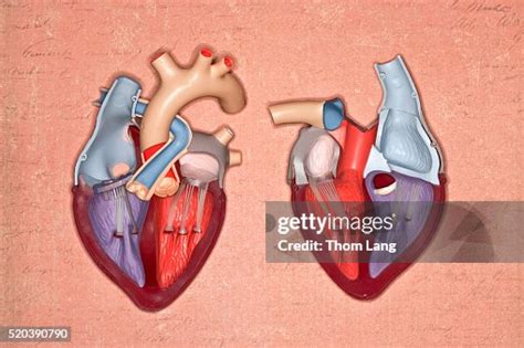 An Anatomical Model Of A Human Heart Is Opened In Two Halves To Show