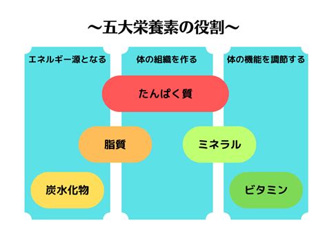 五大栄養素とは？種類と働きをわかりやすく解説 Mackys Note
