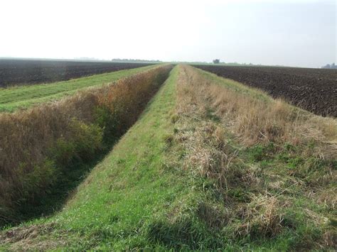 Grass Margins As Buffer Strips Farm Wildlife