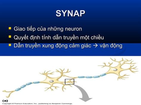 GIẢI PHẪU DẪN TRUYỀN THẦN KINH PPT