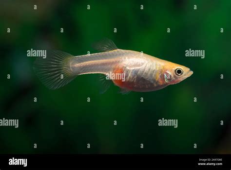 Poecilia Wingei Ginga Rubra Endler Guppy Endler Guppy Stockfotografie Alamy