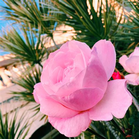 무료 이미지 꽃잎 식물학 담홍색 플로라 플로리스트 리 모란 꽃 피는 식물 육상 식물 3024x3024 122028 무료 이미지 Pxhere