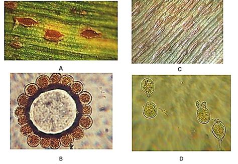Wheat Brown And Yellow Rust Development On The Soft Wheat Affected By Download Scientific