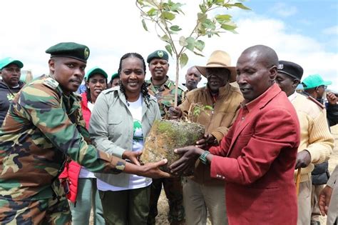 Plant Tree Seedlings Nature Them To Maturity Cs Tuya Kenya
