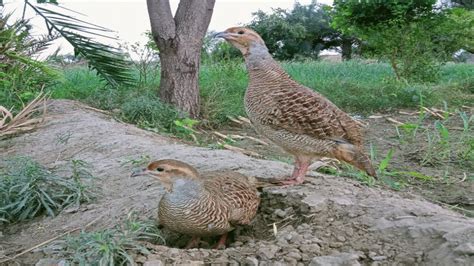 Teetar Awaz Grey Francolin Teetar Sound Teetar Ki Boli Tetar