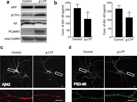 Synaptic Activity Reduces Intraneuronal Aβ Promotes App Transport To Synapses And Protects