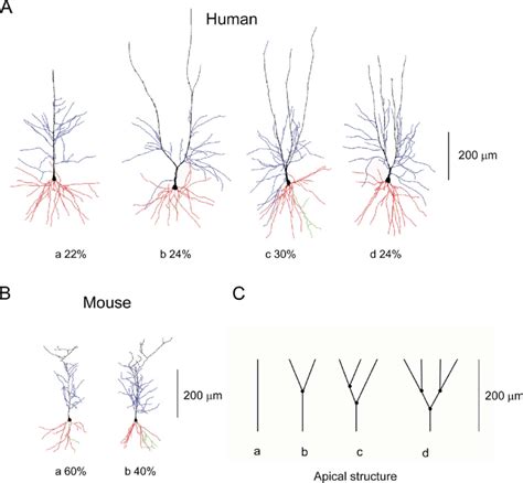 Pyramidal Neurons Cortex
