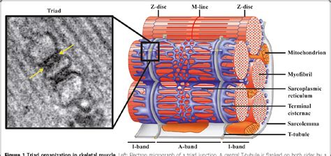 What Is The Function Of T Tubules At Dawn Wilkerson Blog
