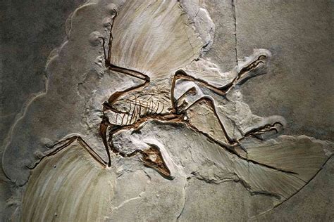 10 Facts About Archaeopteryx The Famous Dino Bird