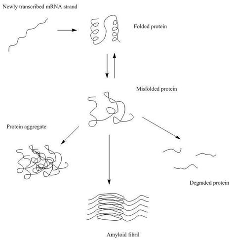 Protein Aggregation Alchetron The Free Social Encyclopedia