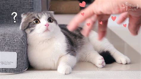 고양이 싫어하는 엄마 고양이를 보시곤ㅋㅋㅋㅋ Youtube