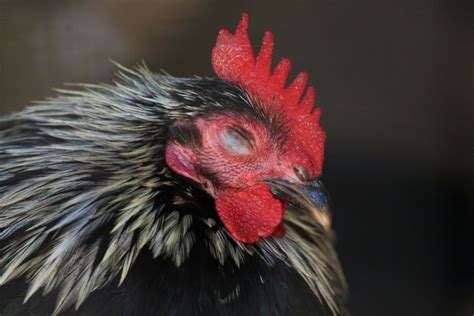 How And How Much Do Chickens Sleep In The Coop