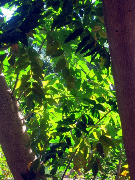 Edit Free Photo Of Leaves Tree Green Translucent Light On Leaves In Late Summer Needpix