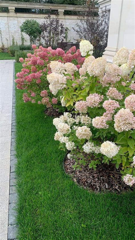 Гортензия в цвету Садовые украшения Цветоводство Садовые клумбы