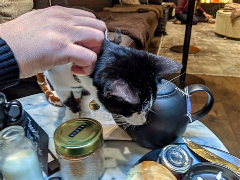 Visiting Java Whiskers Marylebone Cat Cafe Curious Claire