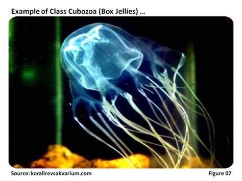 Ch 33 Invertebrates Flashcards Quizlet