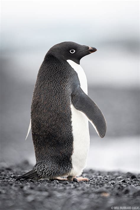 Adelie Penguin Will Burrard Lucas
