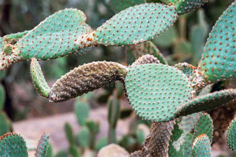 Opuntia Rufida A Species Of Prickly Pear Cactus Native Detail Of