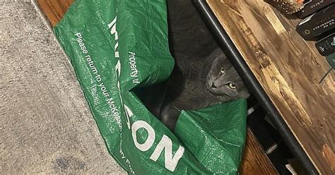 I Couldnt Figure Out Where Fred Was Hiding Album On Imgur