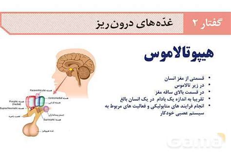آموزش گفتار 2 فصل چهارم غده های درون ریز زیست شناسی یازدهم گاما