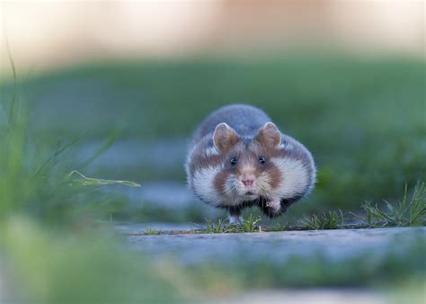 Хомяк бежит по траве обои для рабочего стола картинки фото