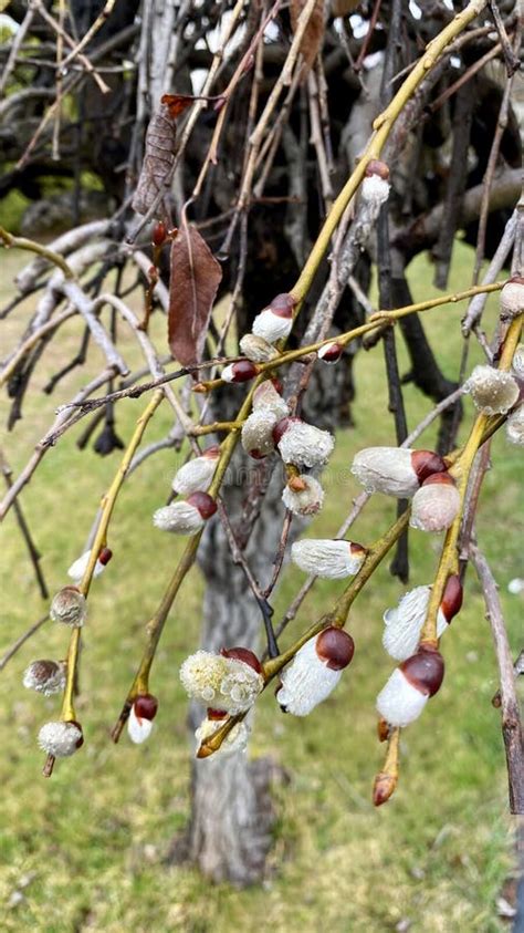 Inside A Tree Stock Photo Image Of Branch Park Light