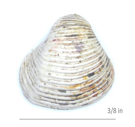 Bivalve Vokesula Smithvillensis Eocene Texas Member Collections The Fossil Forum