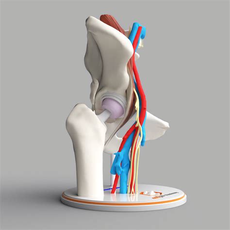 3d Anatomy Models Page 2 Gpi 3d Anatomy