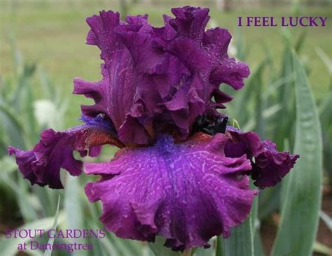 Iris I Feel Lucky Iris Flowers Perennials Iris Garden