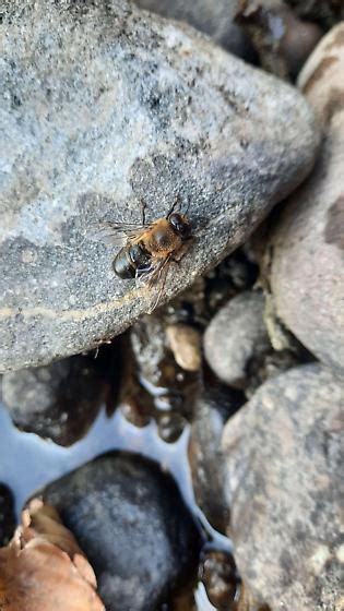 Big Fluffy Bug Apis Mellifera Bugguidenet