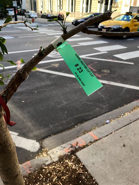 This Babe Tree They Just Planted On The Corner May Grow Up To Be One Of The Greatest Of All