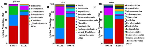 The Relative Abundance Bar Plot Of16srdna Sequencing Of Two Bafl Download Scientific Diagram