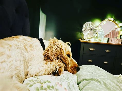 Pin By Julie Holland On Show Cocker Spaniel Show Cocker Spaniel