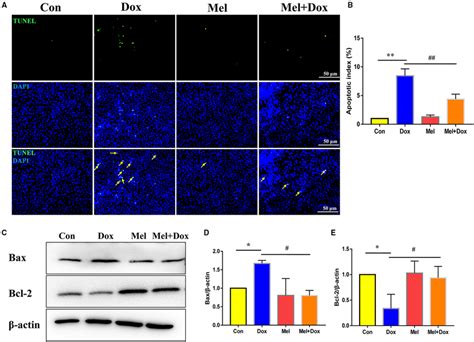 Mel Alleviated Dox‐induced Apoptosis In H9c2 Cells Representative Download Scientific Diagram