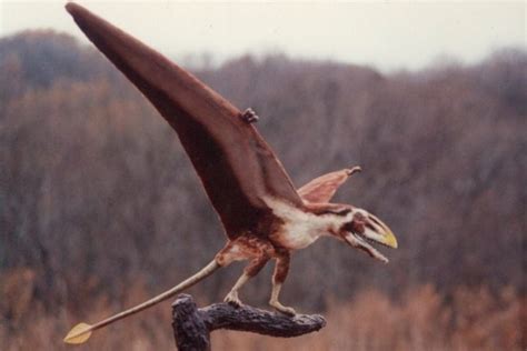 Dimorphodon Amigos De Los Dinosaurios Y La Paleontología