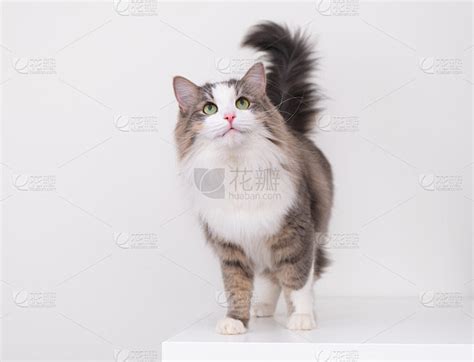 一只美丽的灰白相间的猫坐在白色的背景上，有一个地方可以写文字，它抬起头来。宠物在时尚的室内