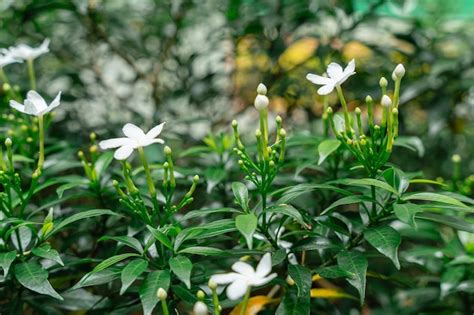 Premium Photo Jasminum Sambac Arabian Jasmine Or Sambac Jasmine Is A Species Of Jasmine Native